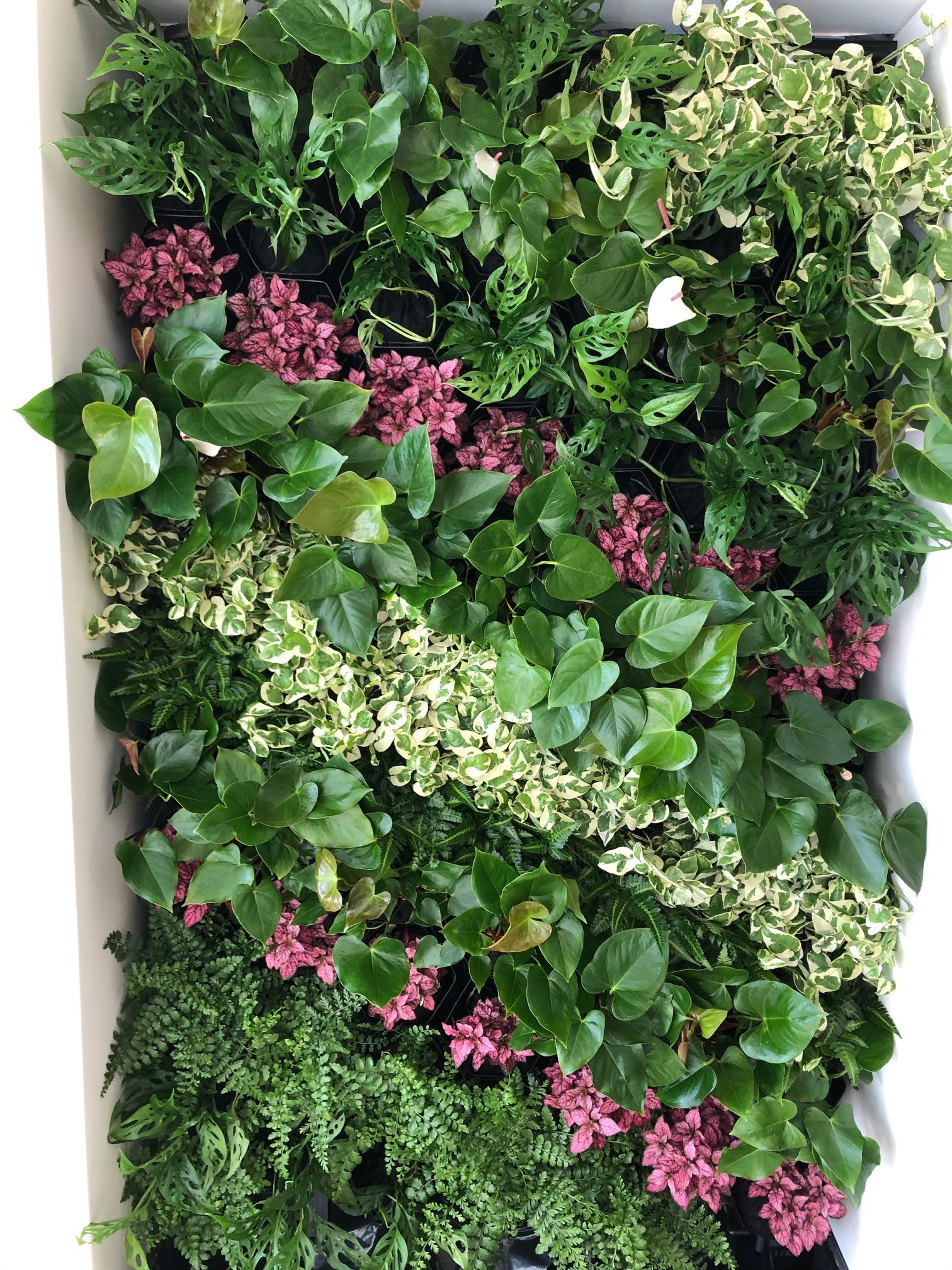 Living Walls – Interior Plant Service – Interiorscapes, Milwaukee WI